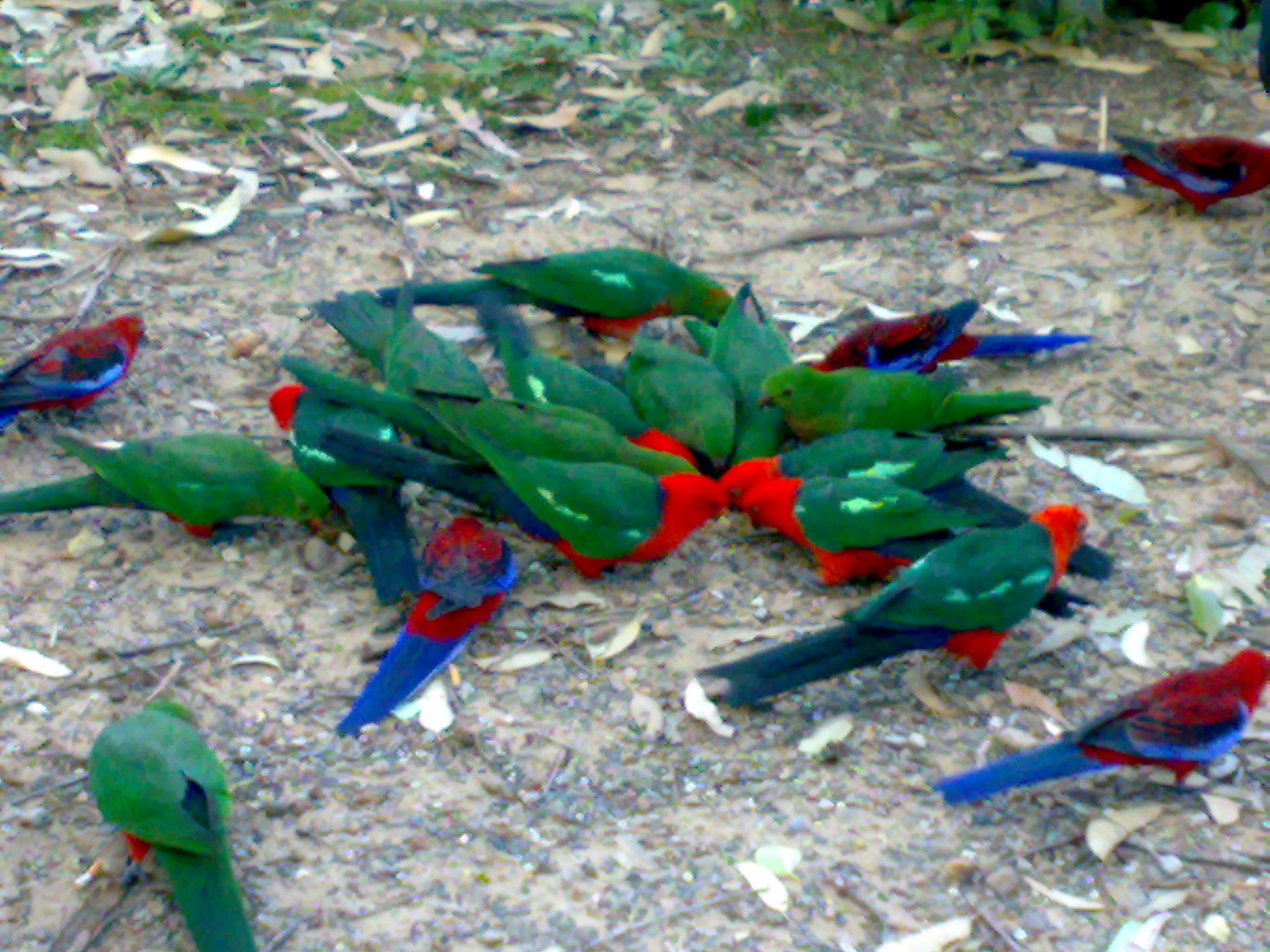 Um grupo de pássaros coloridos no chão.