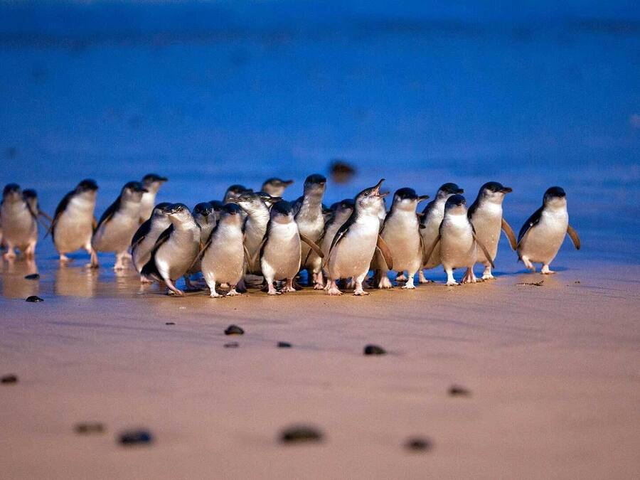 Observação de animais selvagens