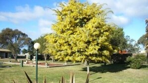 Um parque com uma grande árvore amarela, um poste de luz e uma área gramada.