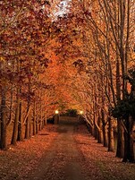 Uma passagem arborizada iluminada por postes de luz.