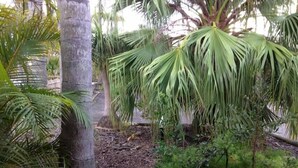Um jardim tropical com várias palmeiras e vegetação densa.