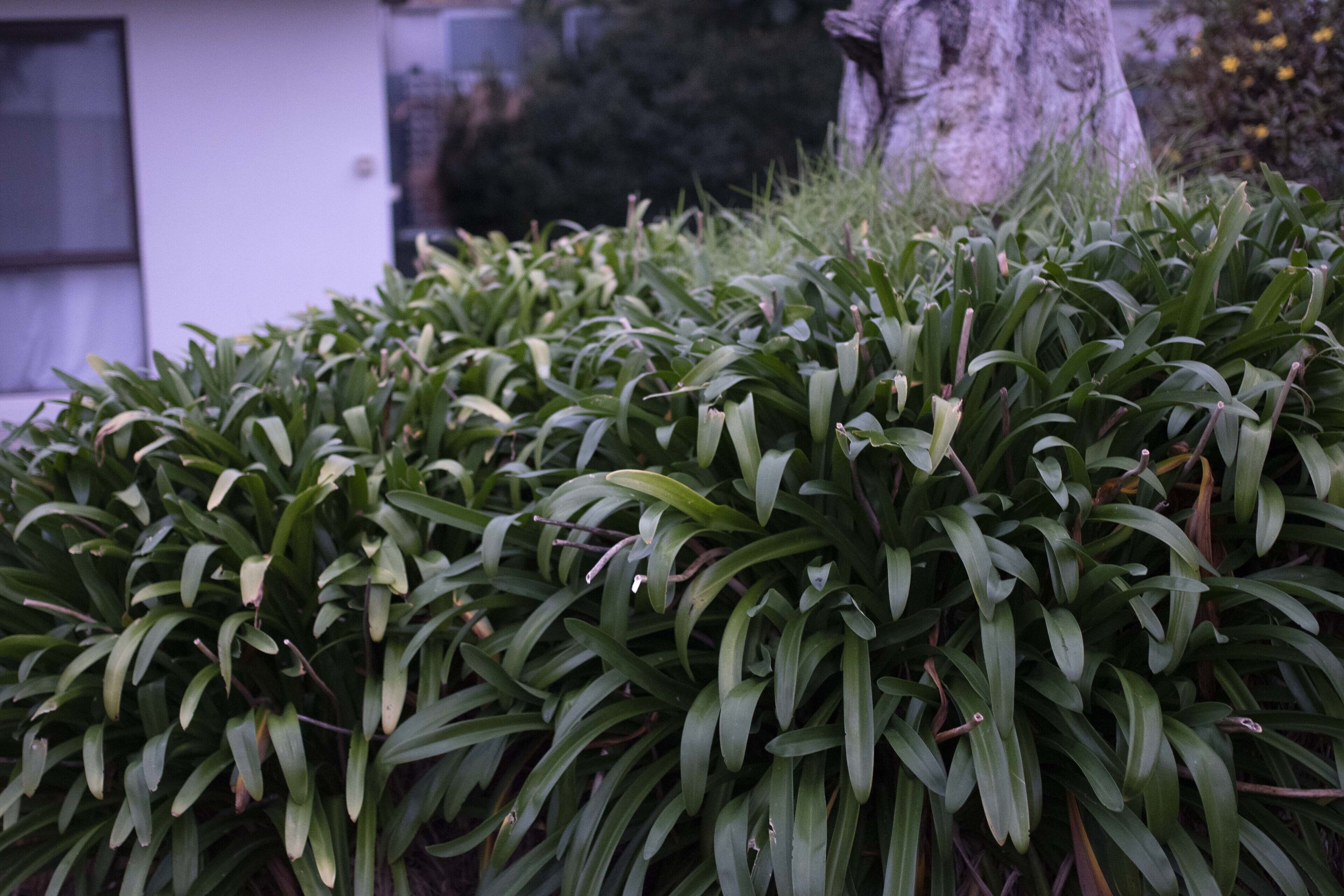 Uma densa concentração de folhagem verde com um tronco de árvore ao fundo.