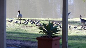 Zona para observação de aves com lago, planta em vaso e área gramada.