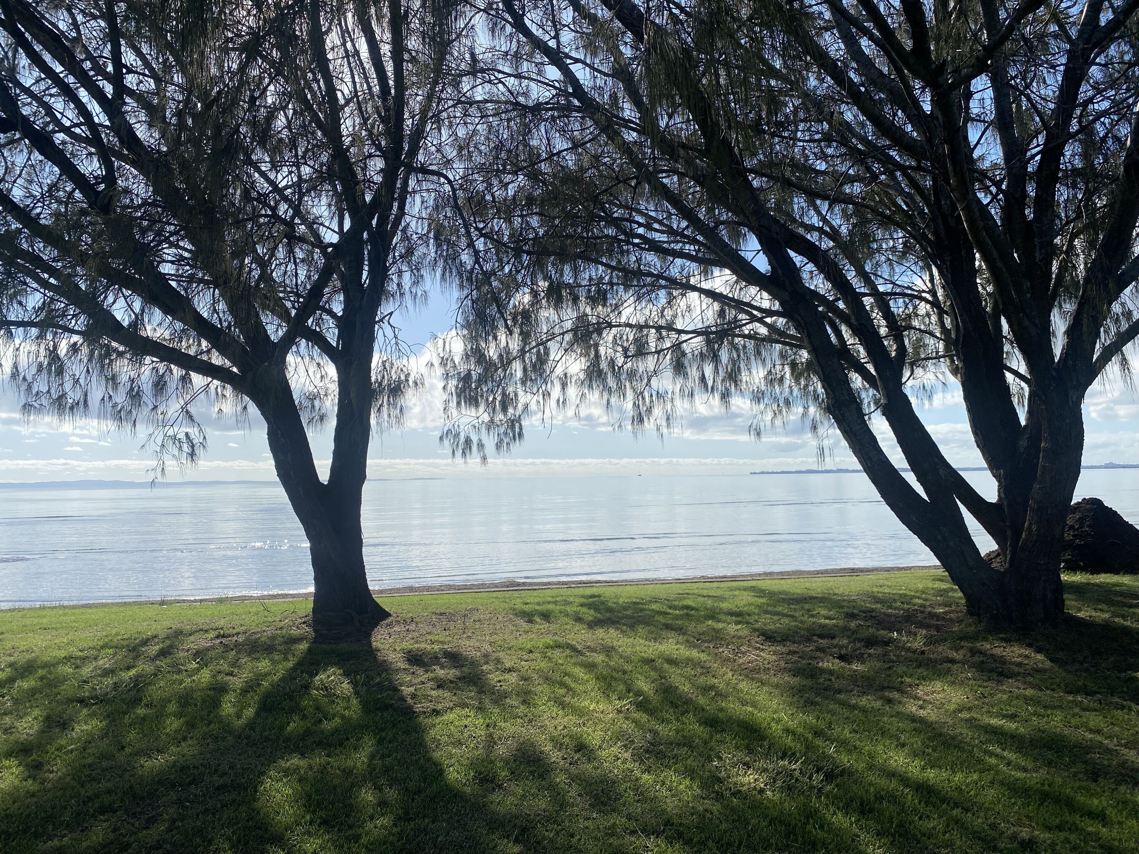Uma área gramada com árvores e vista para um corpo d'água calmo.