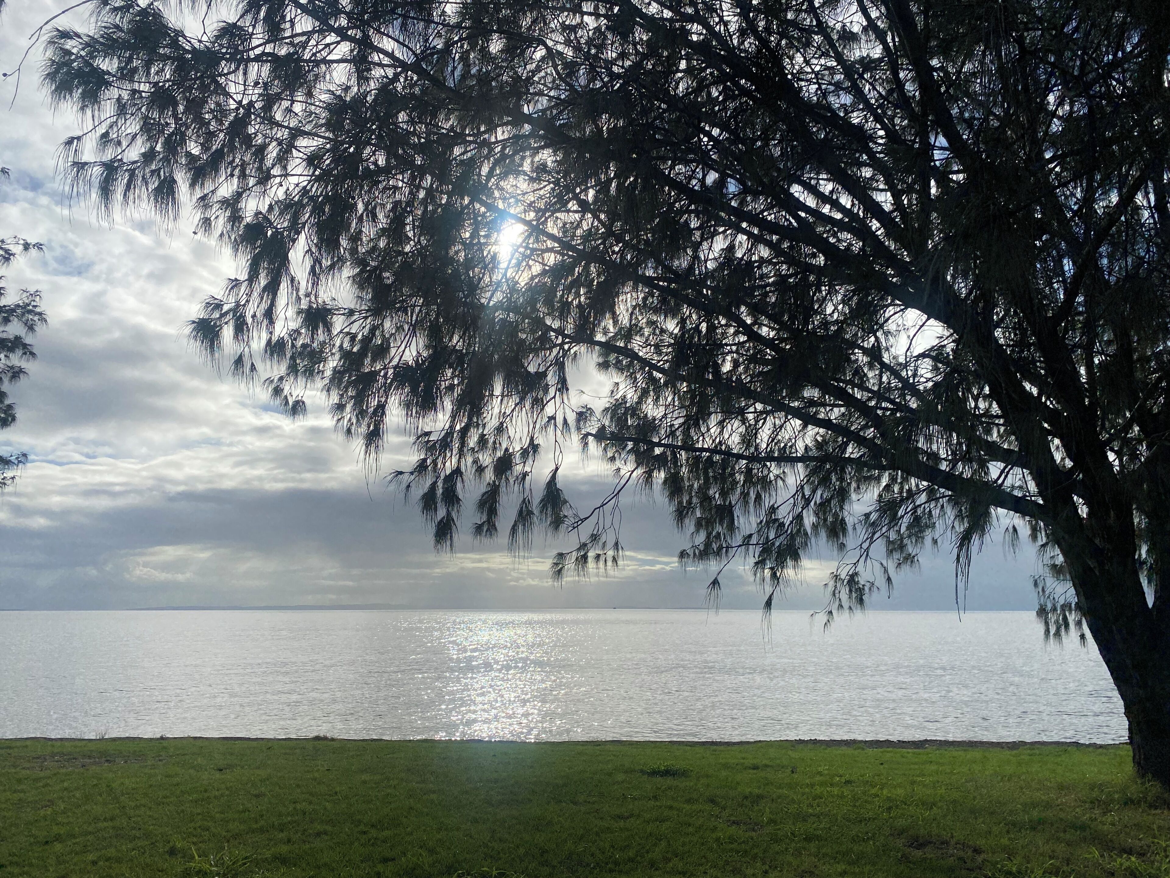 Vista tranquila do lago, com uma grande árvore em primeiro plano e céu claro.