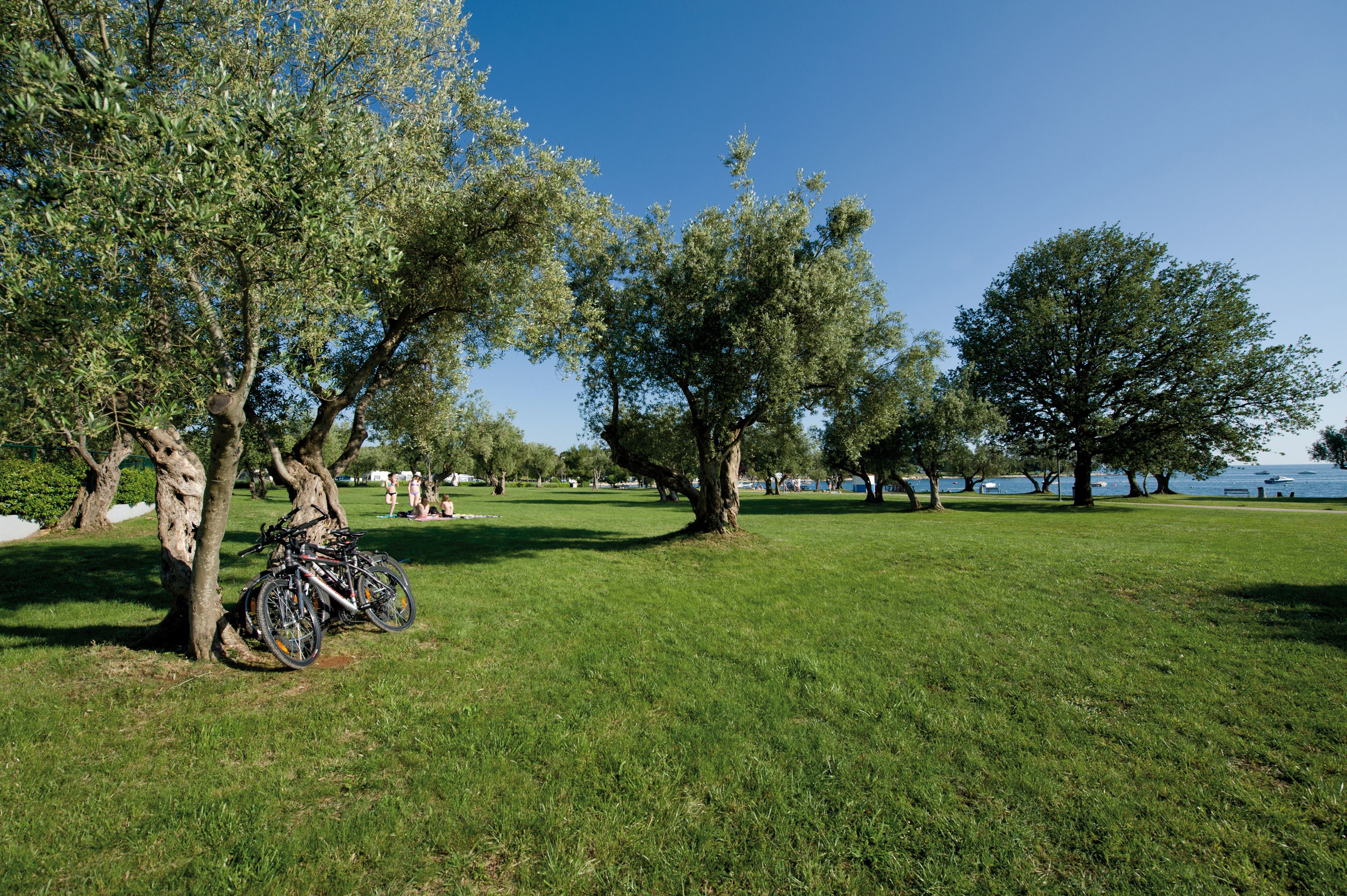Um parque com árvores, área gramada e uma bicicleta encostada em uma árvore.
