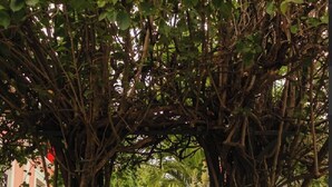 Um caminho serpenteia por um jardim, com um edifício vermelho ao fundo.