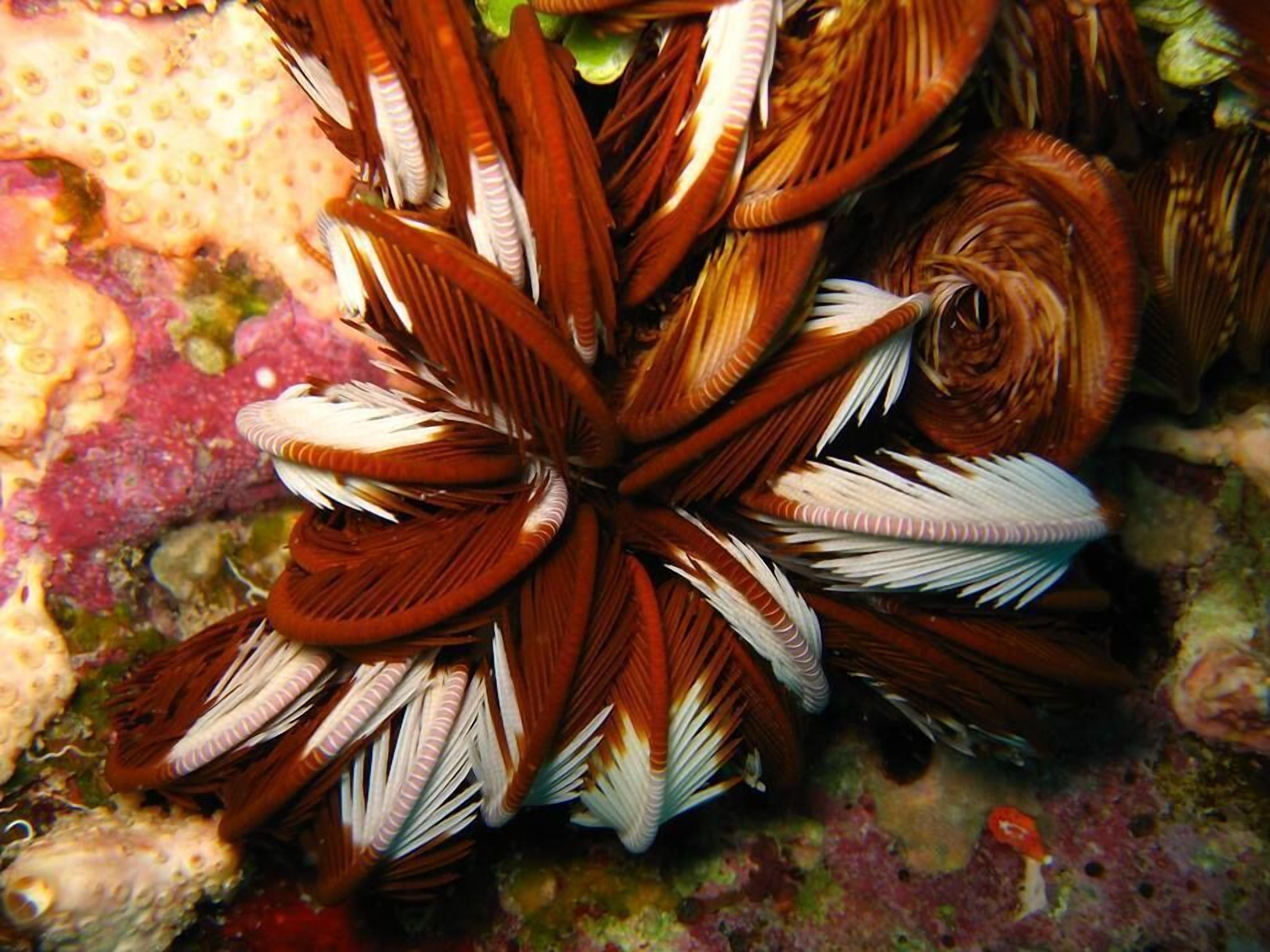 Close-up de um organismo marinho com tentáculos listrados em castanho e branco, em um ambiente subaquático vibrante.