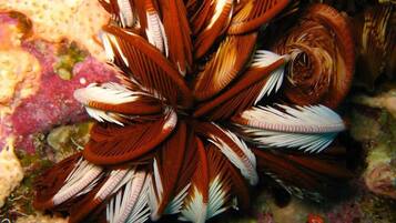 Close-up de um organismo marinho com tentáculos listrados em castanho e branco, em um ambiente subaquático vibrante.