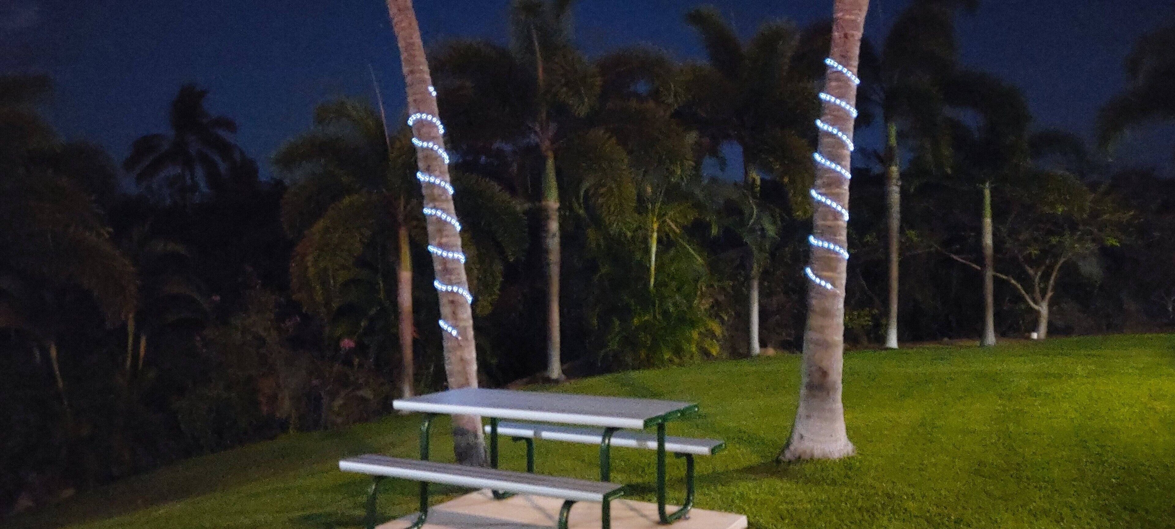 Um banco de parque com mesa para piquenique, rodeado por palmeiras e iluminado por luzes de fada.