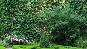 Um jardim formal com sebes bem aparadas e diversos arbustos.