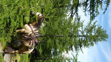 Uma carruagem puxada por cavalos em uma área arborizada.