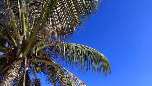 Uma praia com palmeiras, areal e uma colina ao fundo.