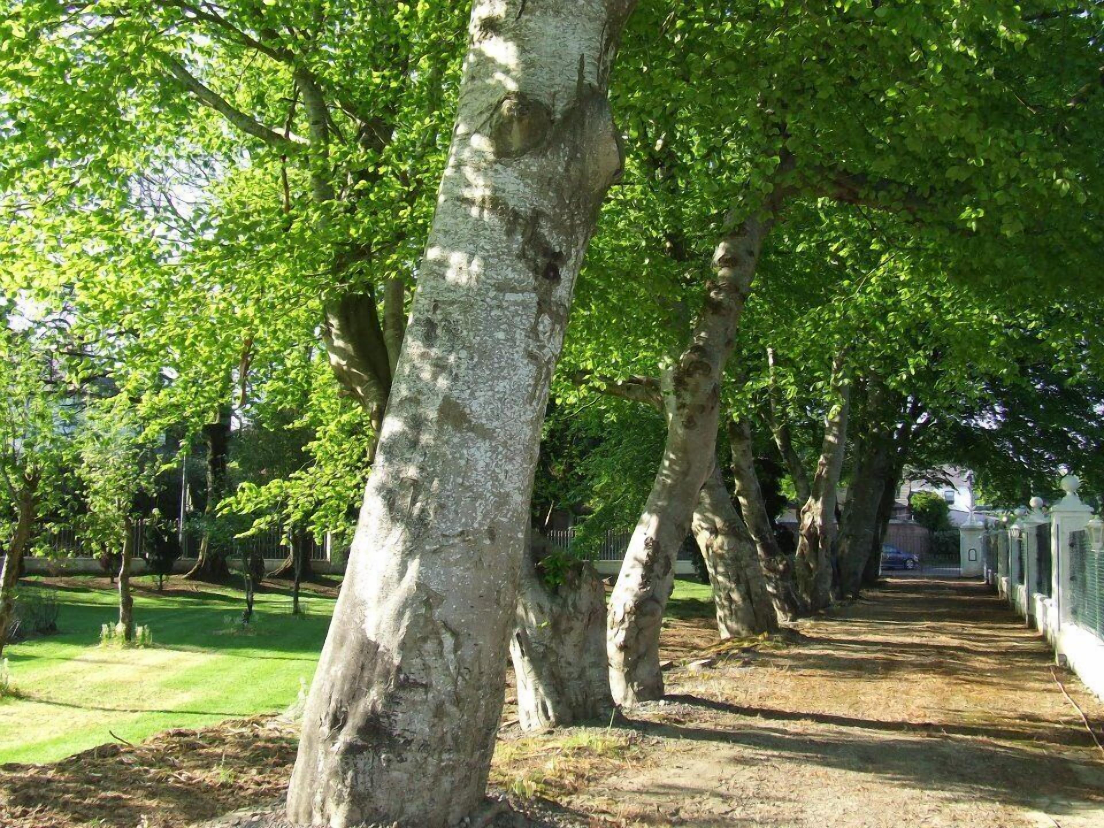Um caminho arborizado em um parque.