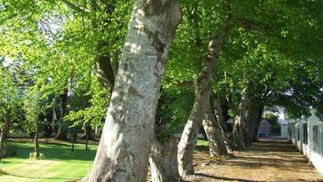 Um caminho arborizado em um parque.