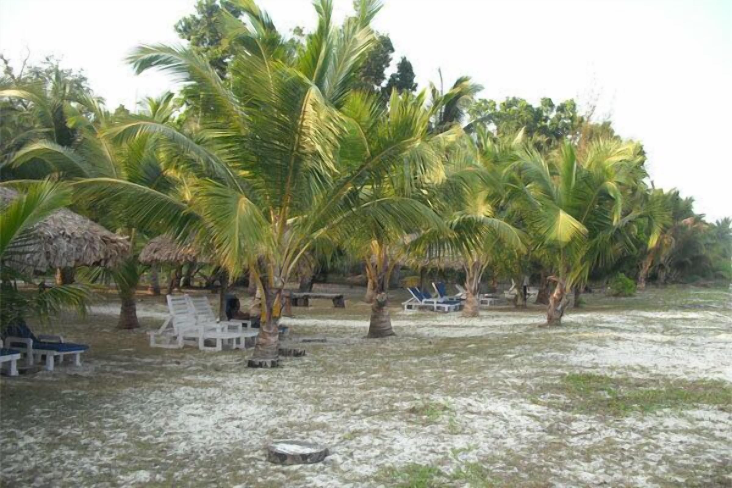 Uma área de praia com palmeiras, cadeiras de praia e guarda-sóis de palha.