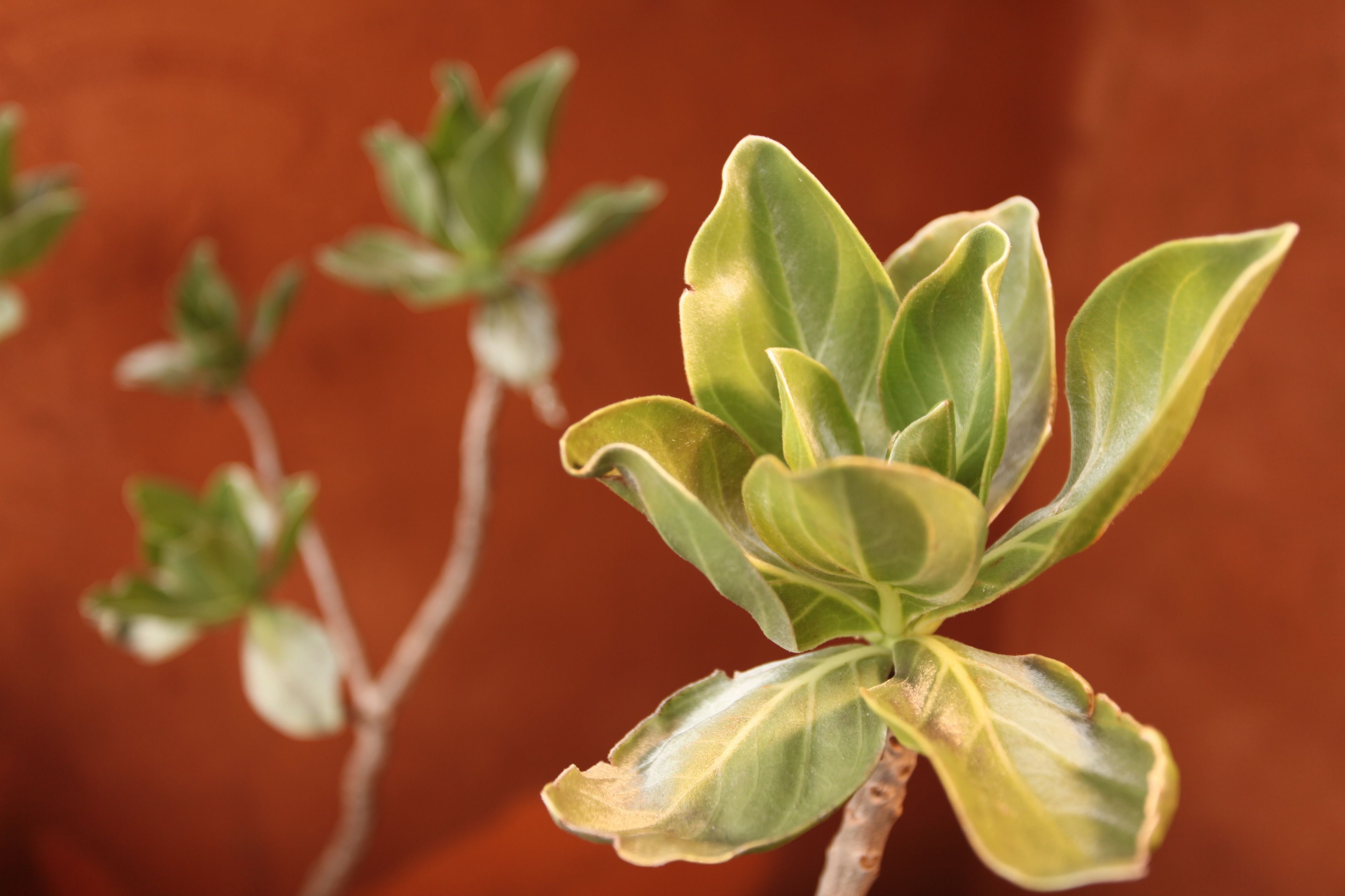 Primeiro plano de plantas suculentas com folhas verdes sobre fundo avermelhado-castanho.