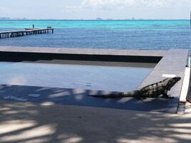 Piscina de concreto com um lagarto grande na borda.