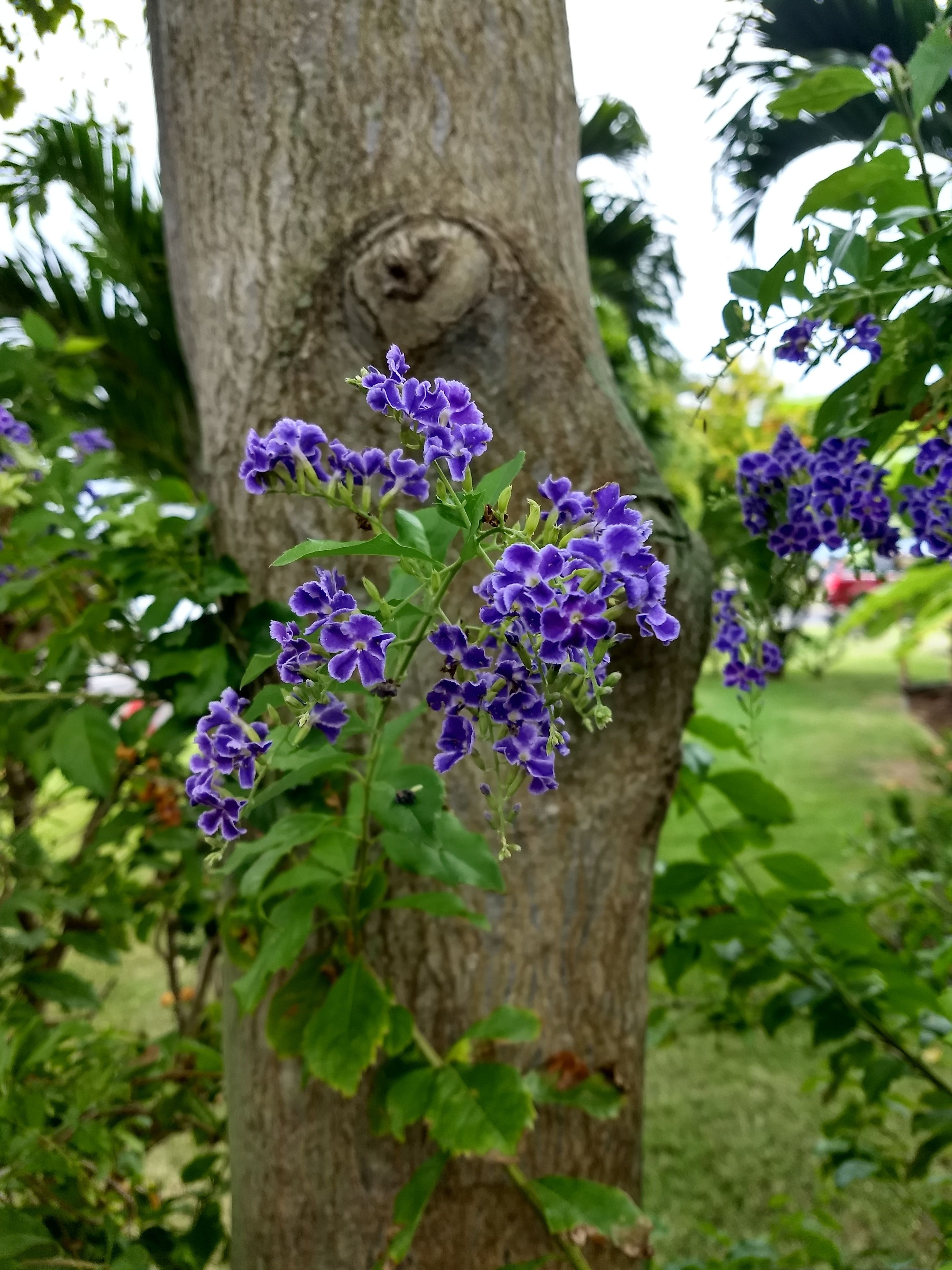 Tronco de árvore com rosto esculpido, rodeado por flores roxas.