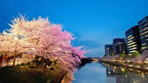 Um rio com flores de cerejeira, um lampião e edifícios modernos ao fundo.