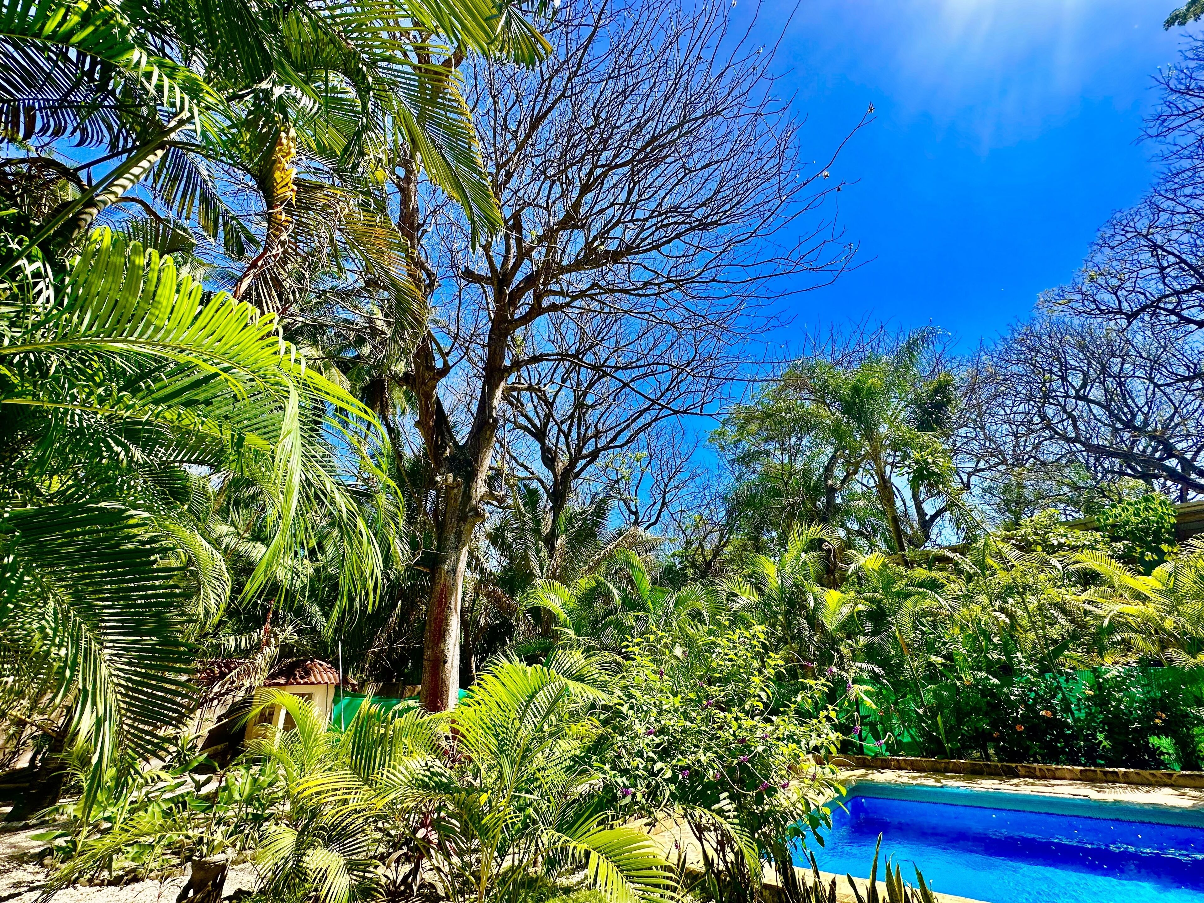 Um jardim exuberante com piscina, cercado por diversas plantas e árvores tropicais.