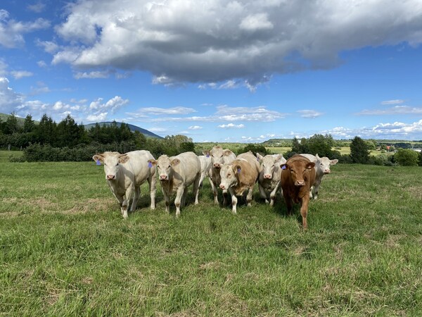 La Belle Excuse - New England