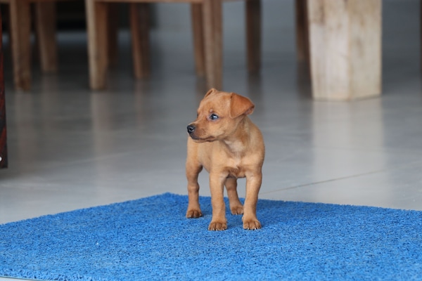 Pousada Kasarão Praia Grande - Ubatuba