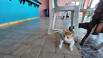 Terraço/pátio interior