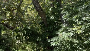 Uma floresta densa com um deck de madeira.