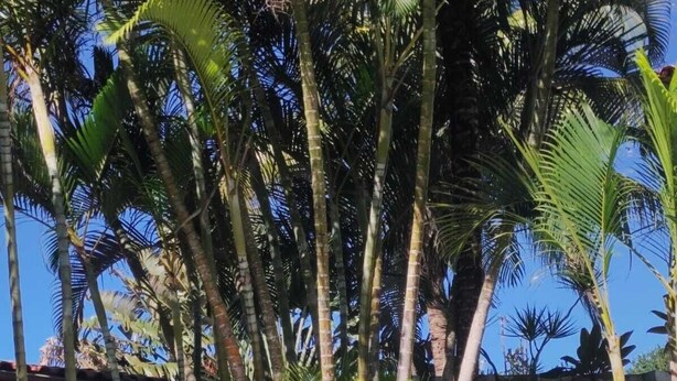 Visão nítida de uma piscina cercada por palmeiras altas e vegetação exuberante.