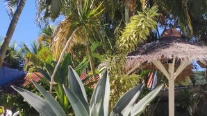 Um jardim tropical com uma grande planta de agave, uma estrutura com telhado de palha, mobiliário de vime e uma piscina ao fundo.