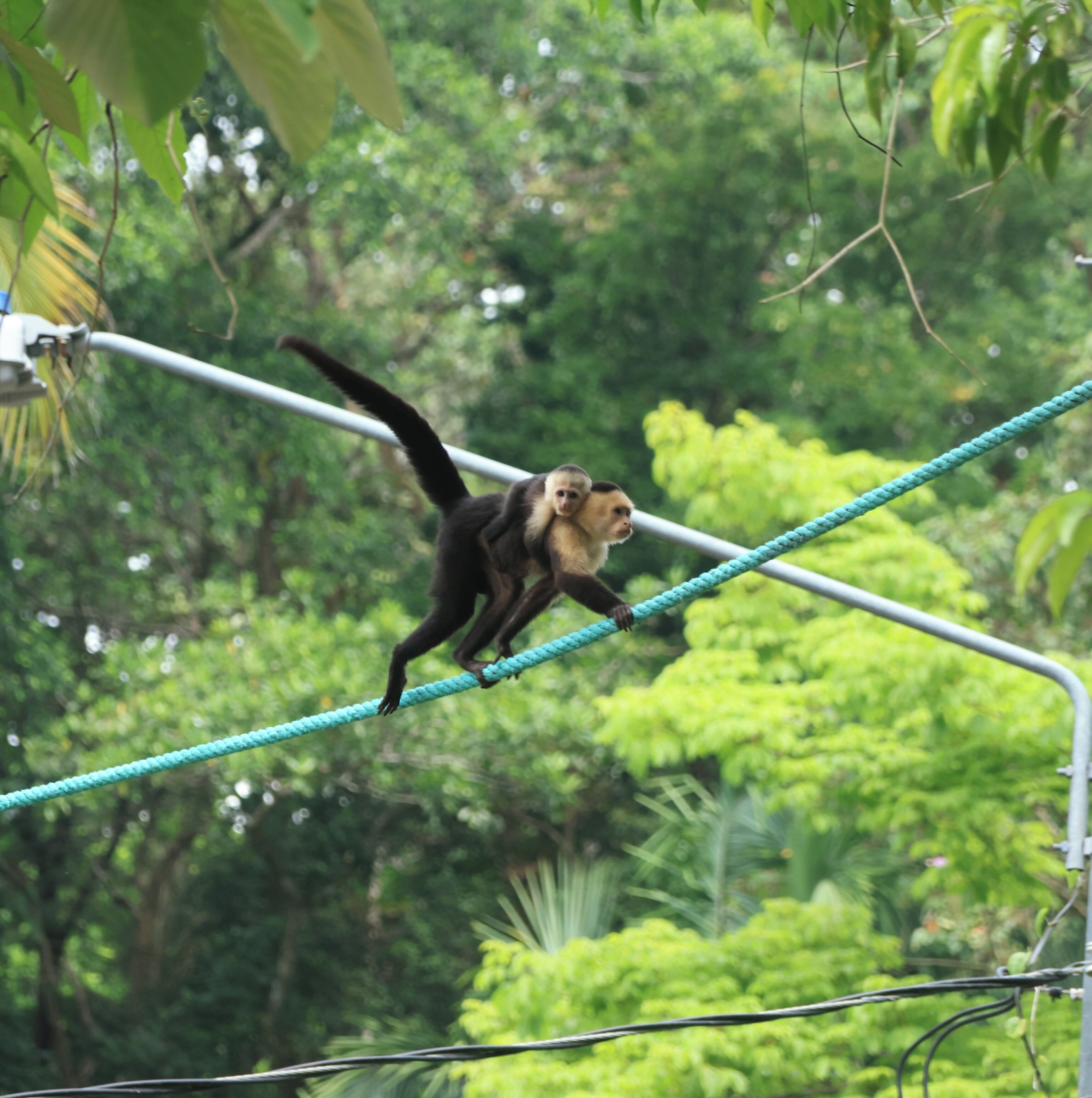 Um macaco equilibrando numa corda.