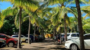 Rua com palmeiras e carros estacionados.