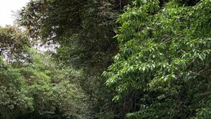 Um riacho natural serpenteando por um terreno rochoso, com vegetação densa nas margens.