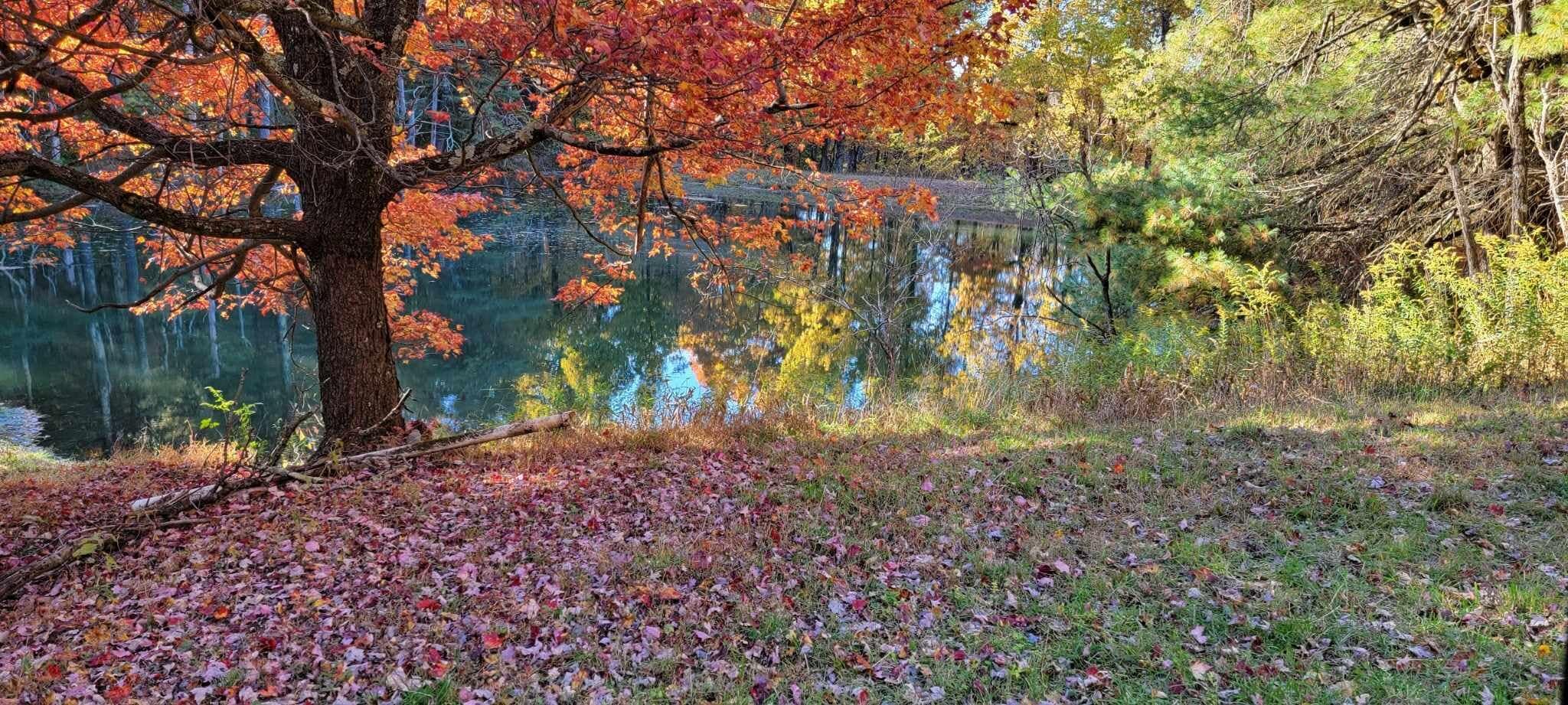 Uma paisagem serena de outono, com uma árvore frondosa, um lago refletindo a paisagem e o chão coberto de folhas caídas.