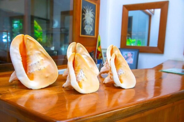 Surf Sea Breeze - Mirissa