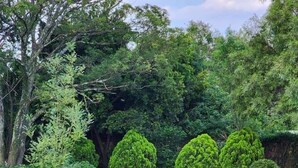 Um gramado bem cuidado com sebes aparadas e diversas árvores.