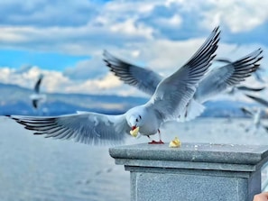 Uma gaivota em um parapeito de pedra, com um céu nublado ao fundo.