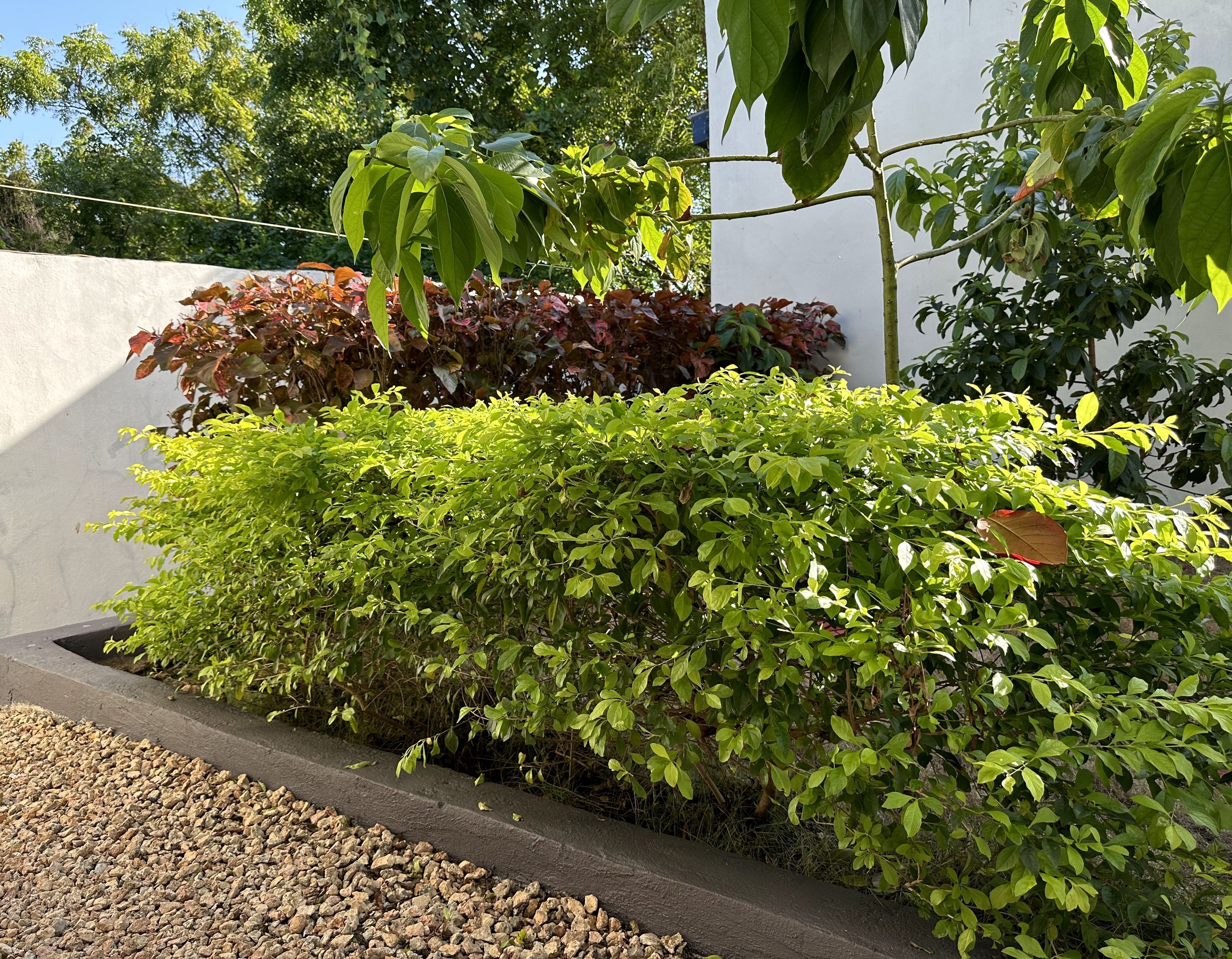 Um jardim com paisagismo, arbustos diversos e um caminho de cascalho.