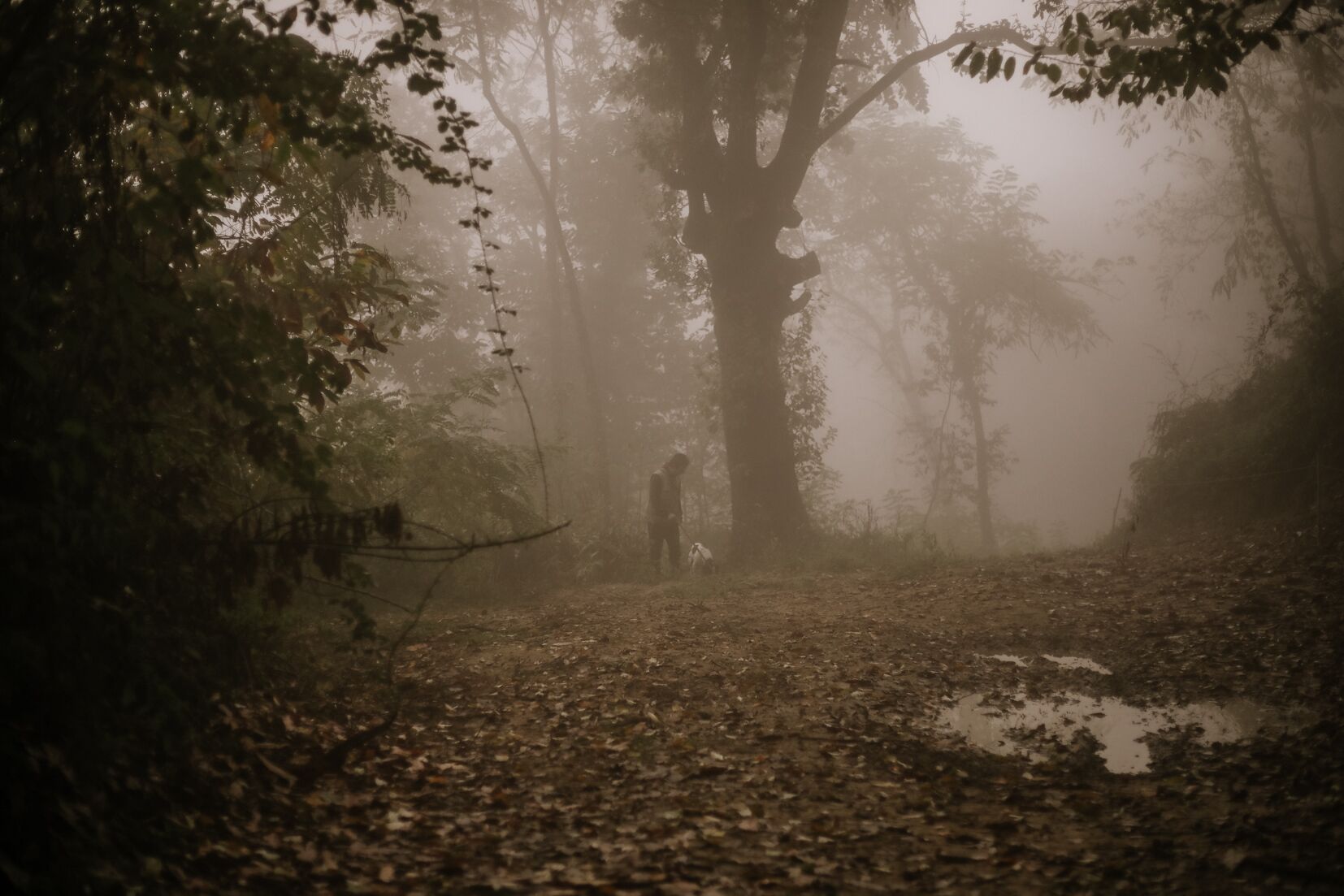 Uma trilha na floresta com uma grande árvore ao centro, envolta em névoa.