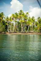 Uma praia tropical com palmeiras e um mar calmo.