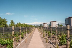 Uma trilha em vinhedo, com fileiras de videiras, postes de madeira e céu claro.