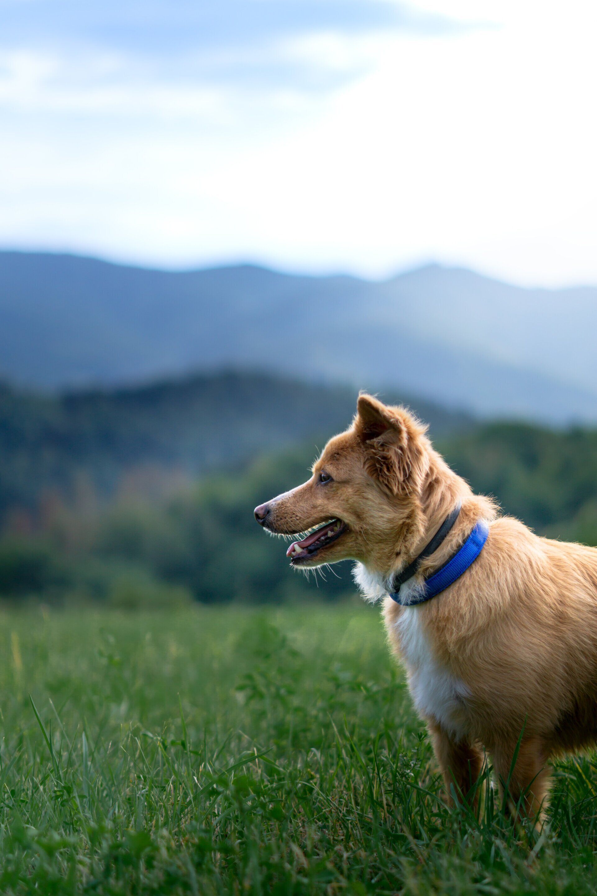 Um cão em pé na grama, com montanhas ao fundo.