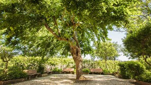 Um parque com uma árvore grande, bancos e caminhos de cascalho.