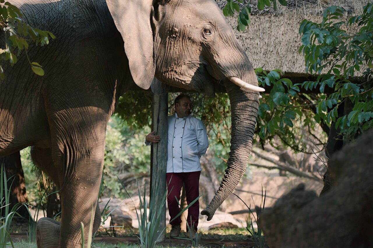Uma pessoa ao lado de um elefante em um ambiente natural, com árvores e rochas.