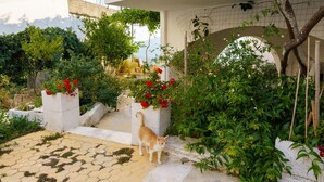 Um caminho no jardim com um gato, cercado por diversas plantas e flores.
