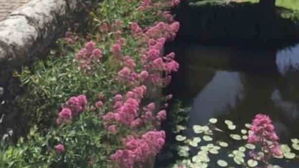 Uma ponte de pedra sobre um canal com flores cor-de-rosa e foles de ninfeia.