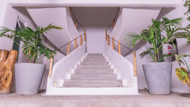 Uma escadaria com corrimão branco, ladeada por grandes vasos de plantas.