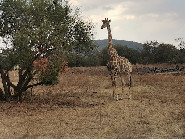 Ou Kraal Tented Lodge - Boshoek