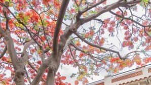 Um pátio com uma árvore grande, plantas em vasos e um edifício com janelas em arco.